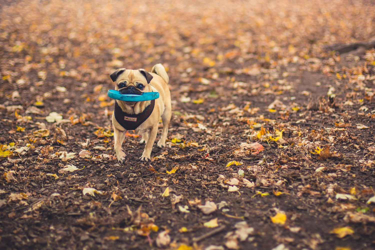 Gentle Behavior Correction Tips for Your Dog – KOVET